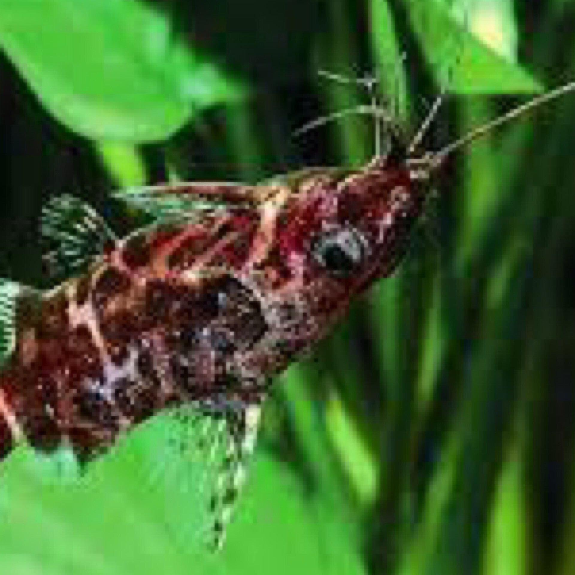 Upside Down Catfish | Fish Fix