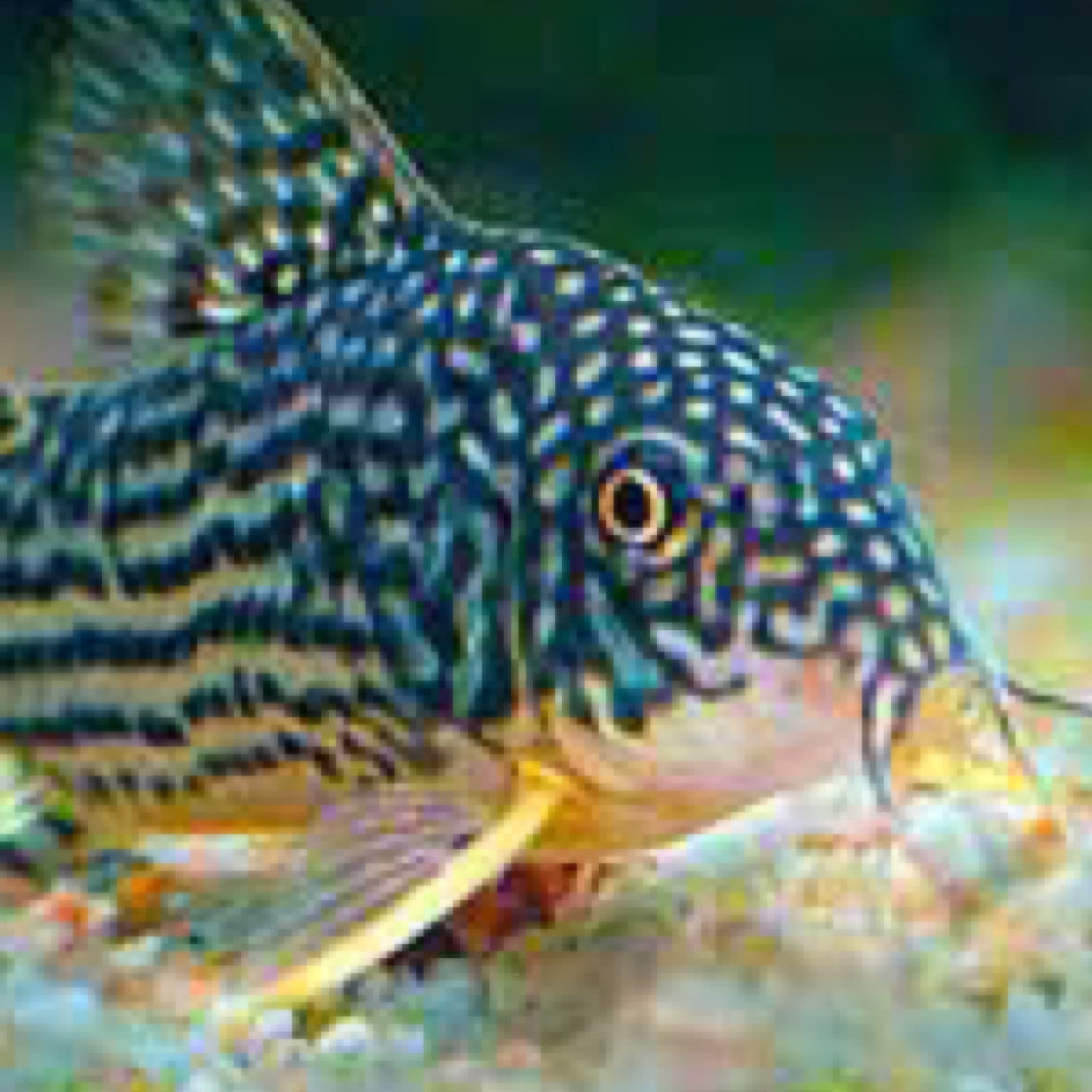 Sterbai Corydora | Fish Fix - Tropical Fish Store