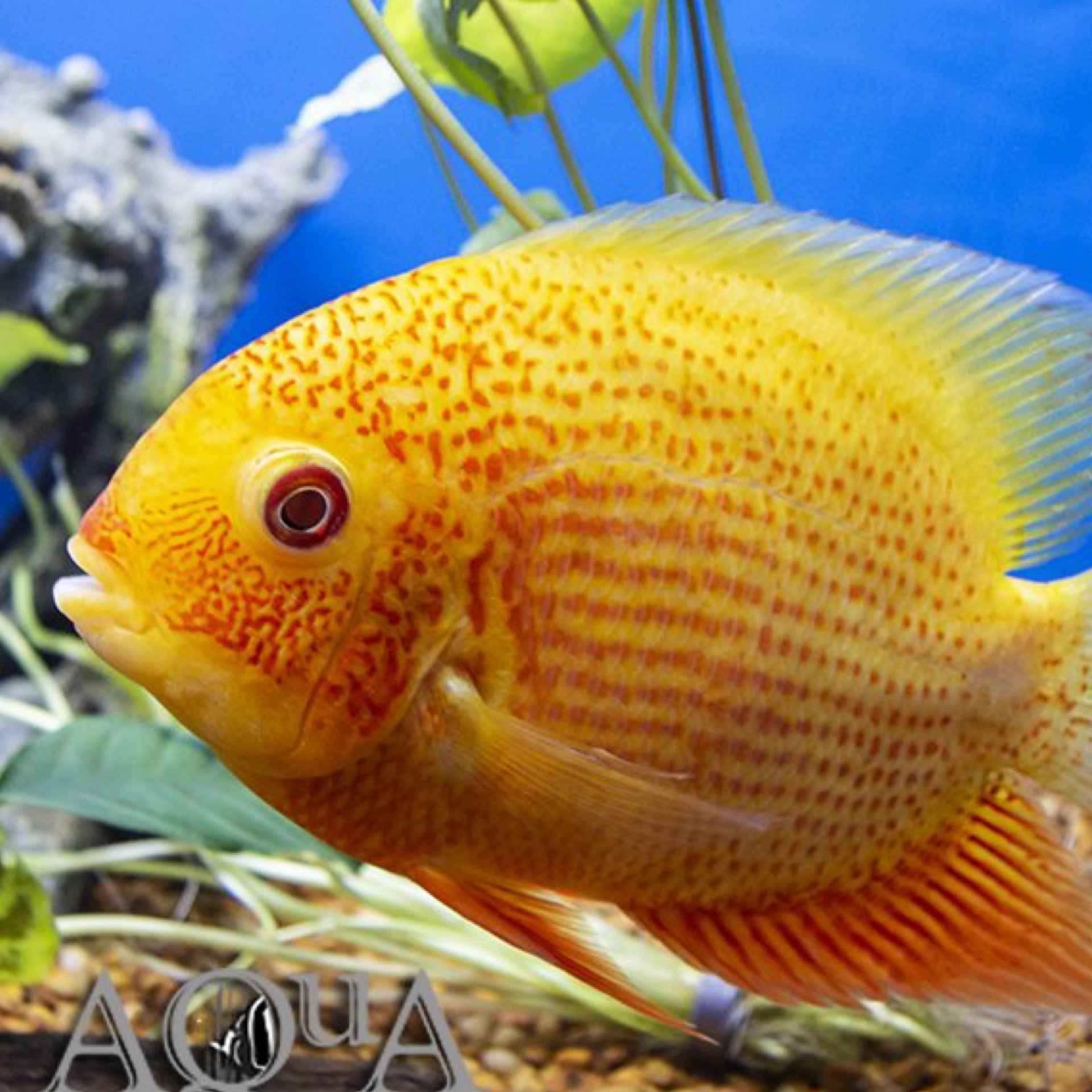 Red Spotted Gold Severum | Fish Fix