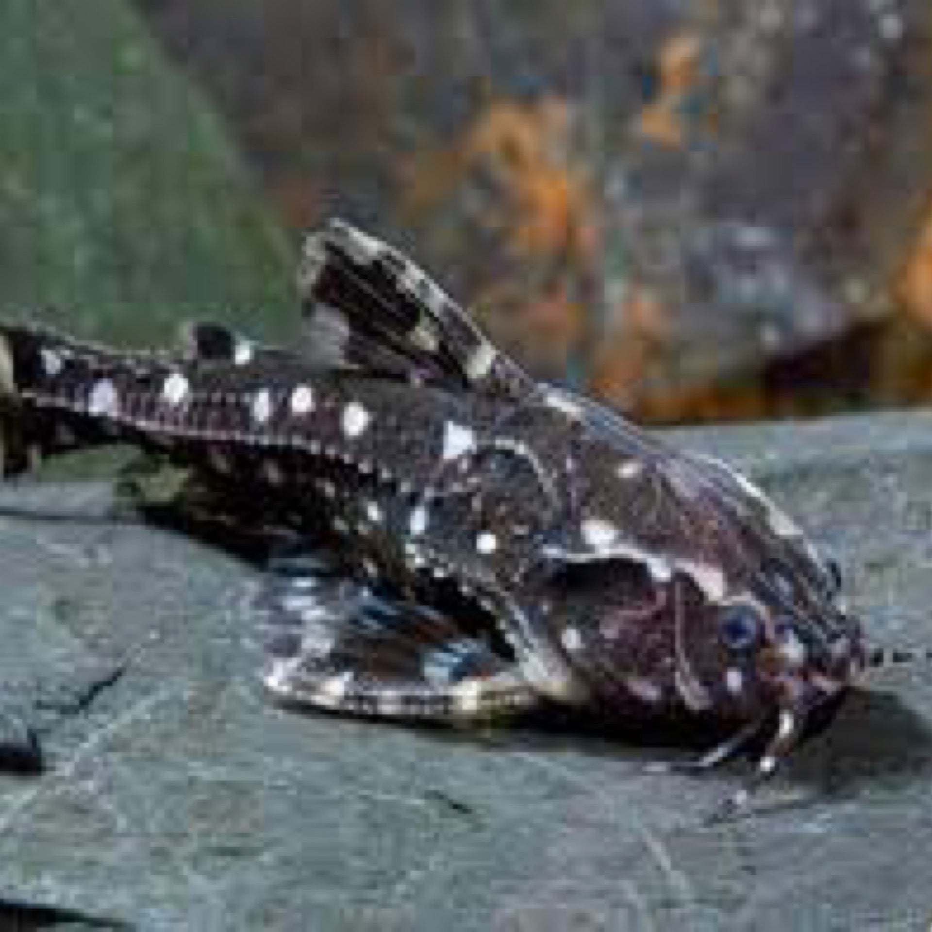 Spotted Raphael Catfish | Fish Fix