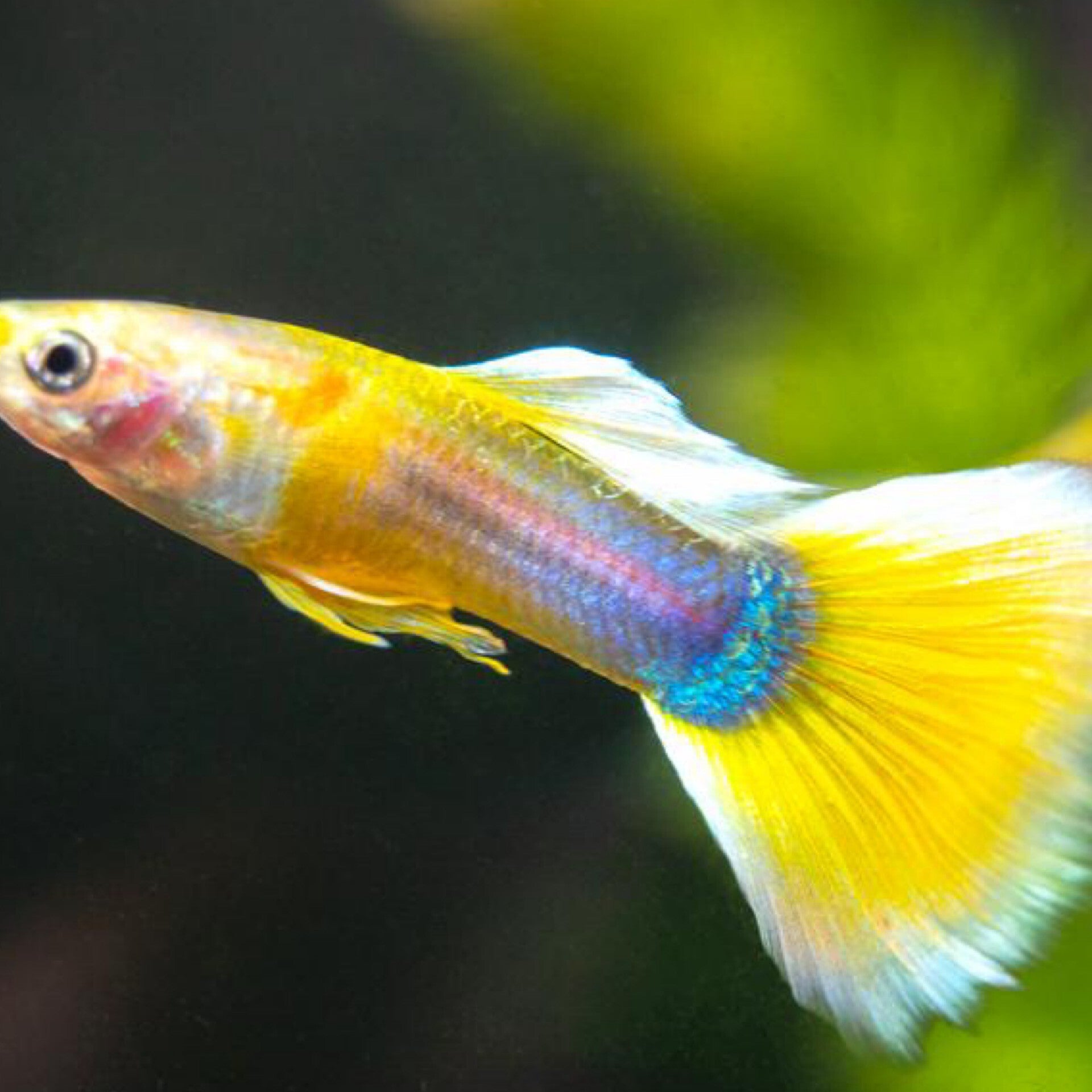 Neon Yellow Guppy | Fish Fix