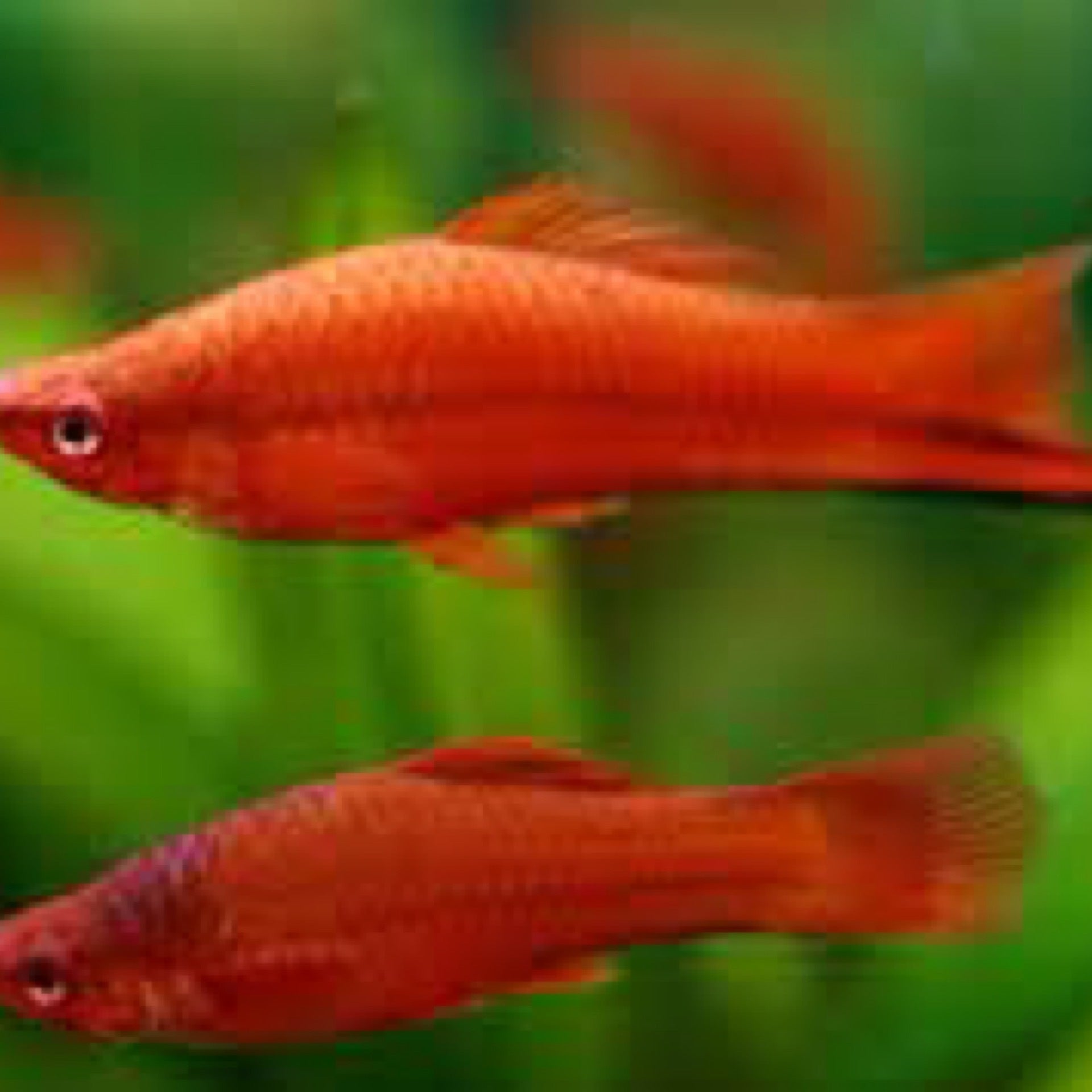 Super Red Velvet Swordtail | Fish Fix