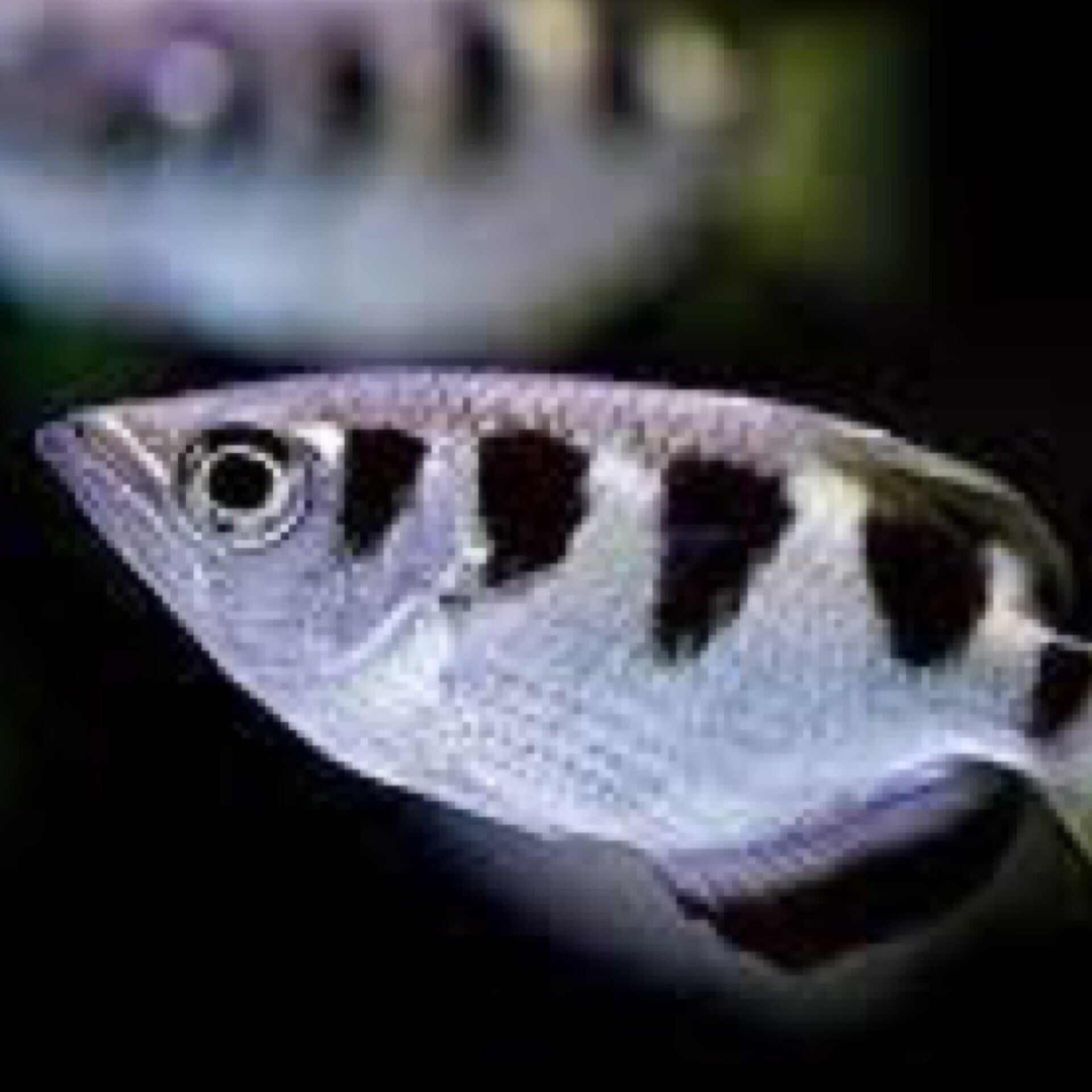 Archer Fish | Fish Fix