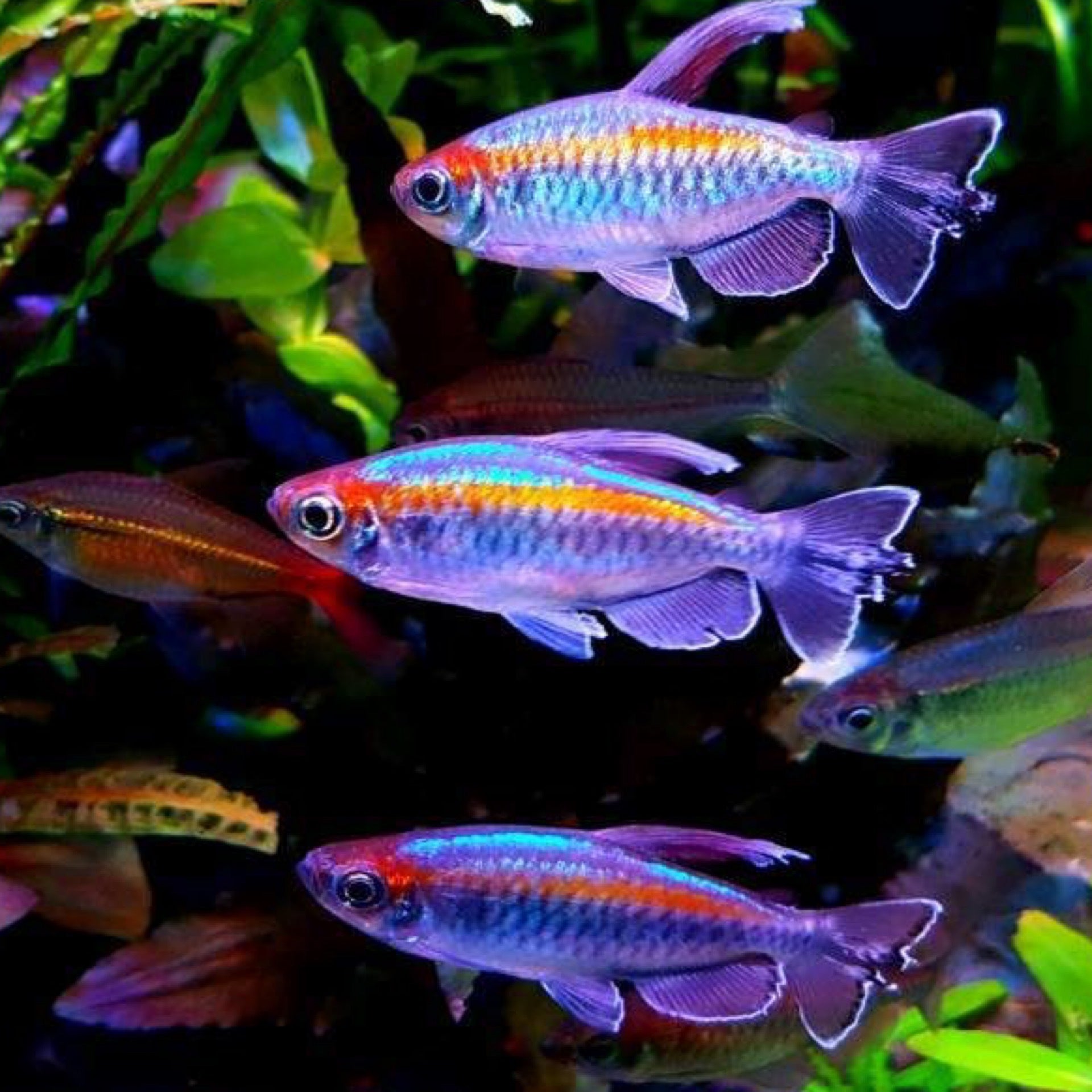 Congo Tetra | Fish Fix - Tropical Fish Store