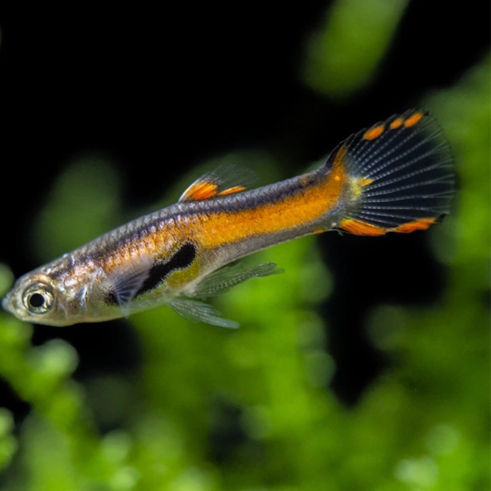 Neon Red Scarlet Endler | Fish Fix
