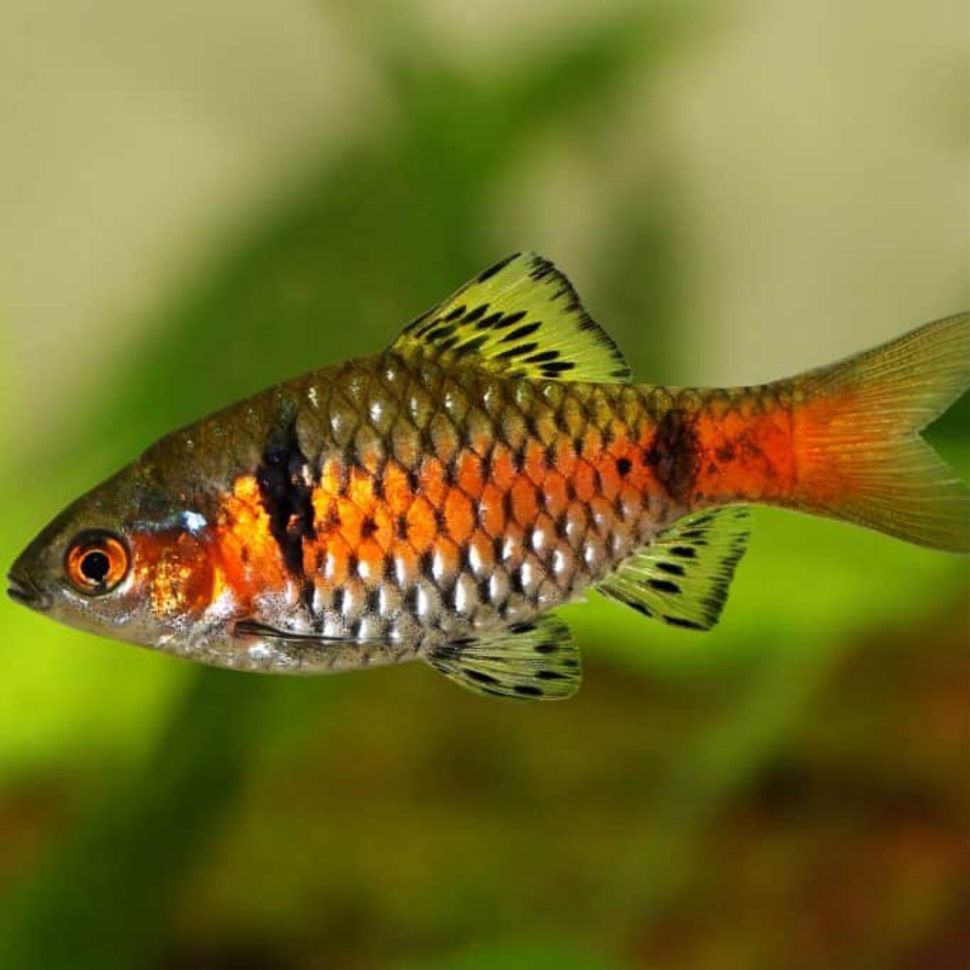 Odessa Barb | Fish Fix