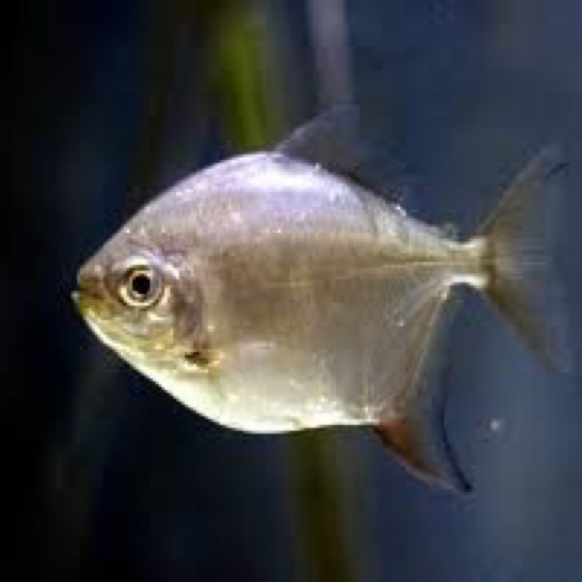 Silver Dollar Tetra | Fish Fix