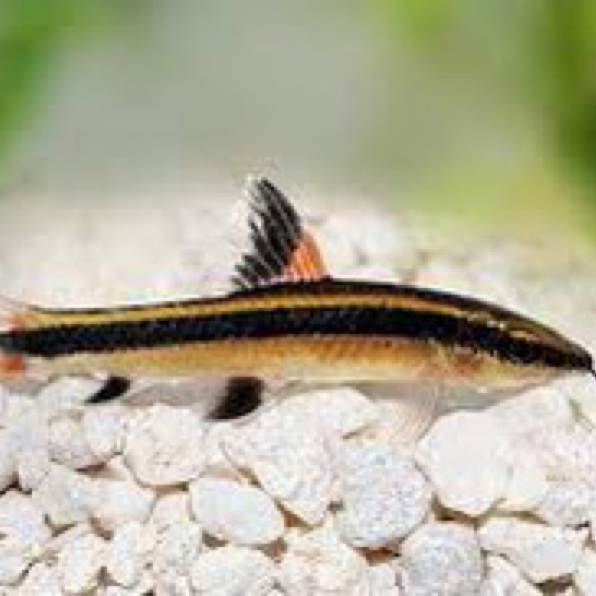 Flying Fox Algae Eater | Fish Fix - Tropical Fish Store