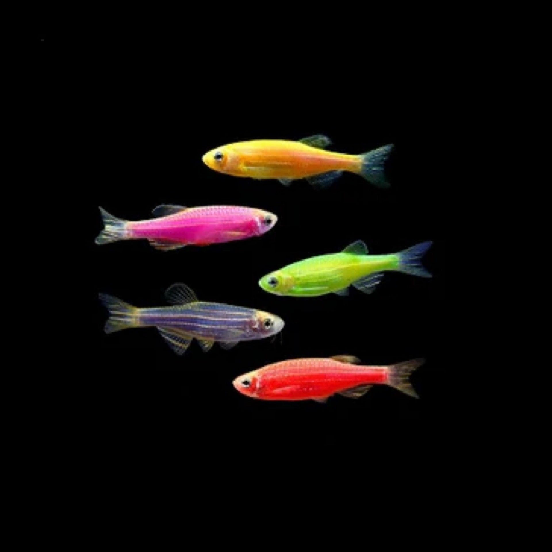 Danio Glofish | Fish Fix