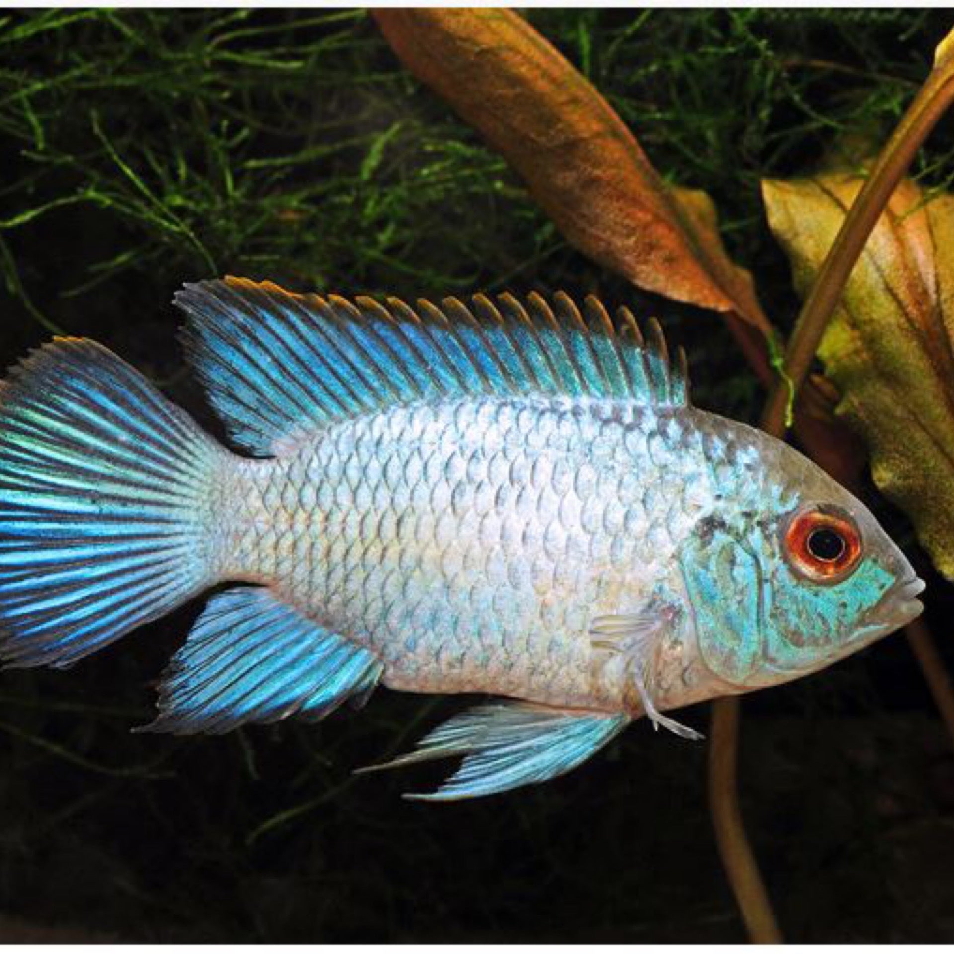Electric Blue Acara | Fish Fix - Tropical Fish Store