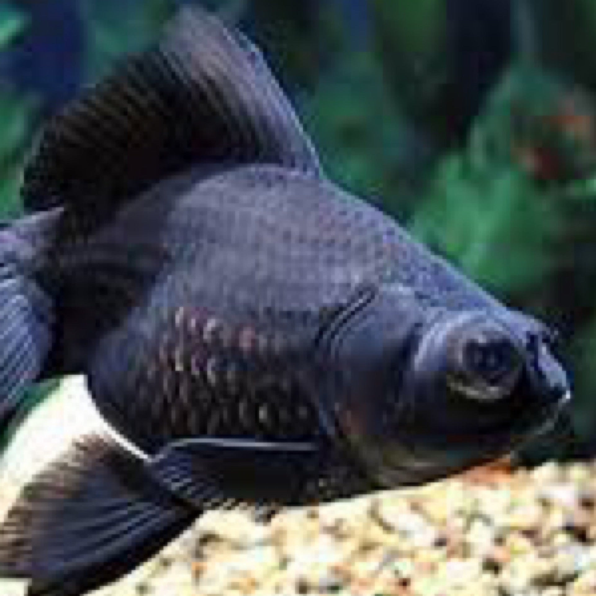 Black Moore Goldfish | Fish Fix - Tropical Fish Store
