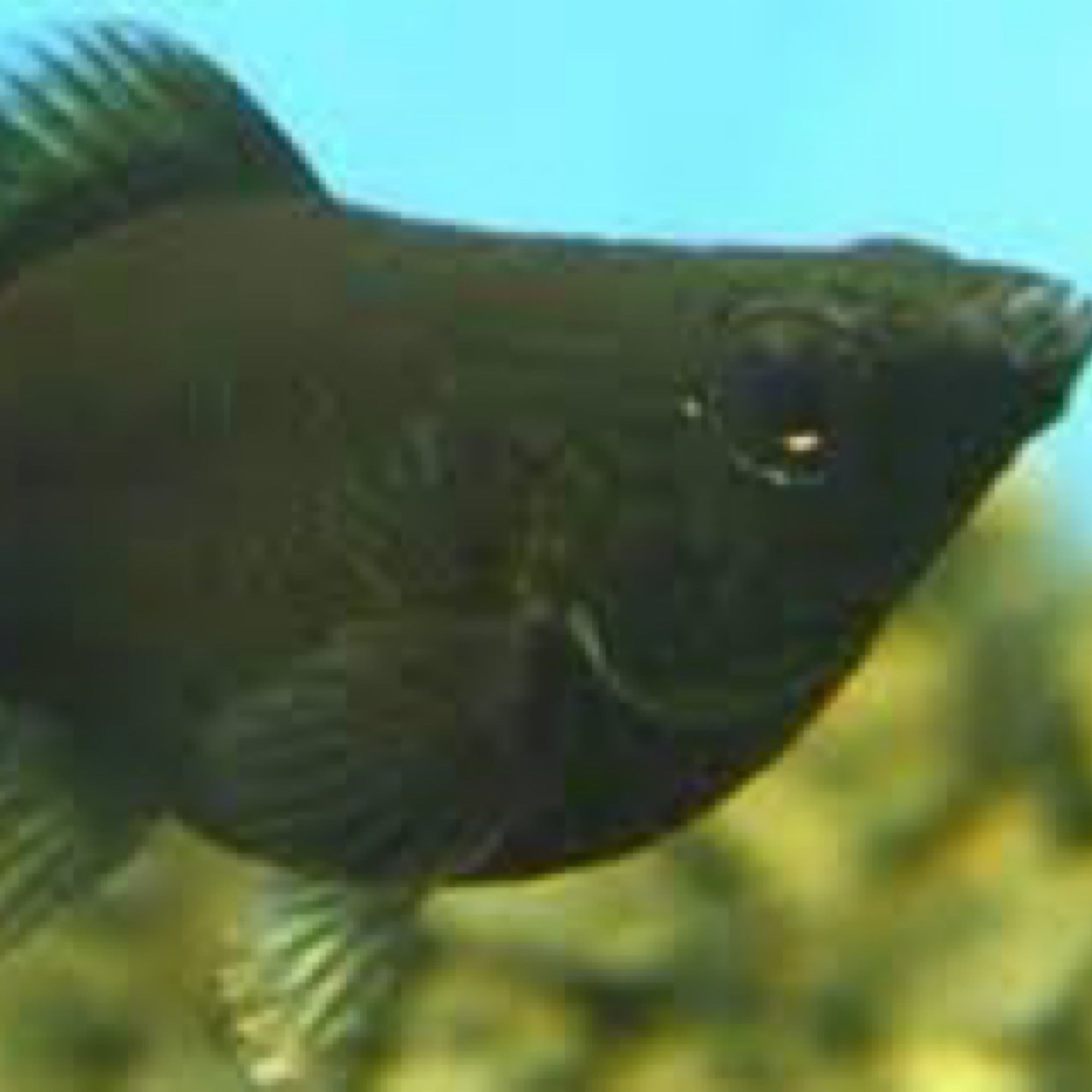 Balloon Molly | Fish Fix