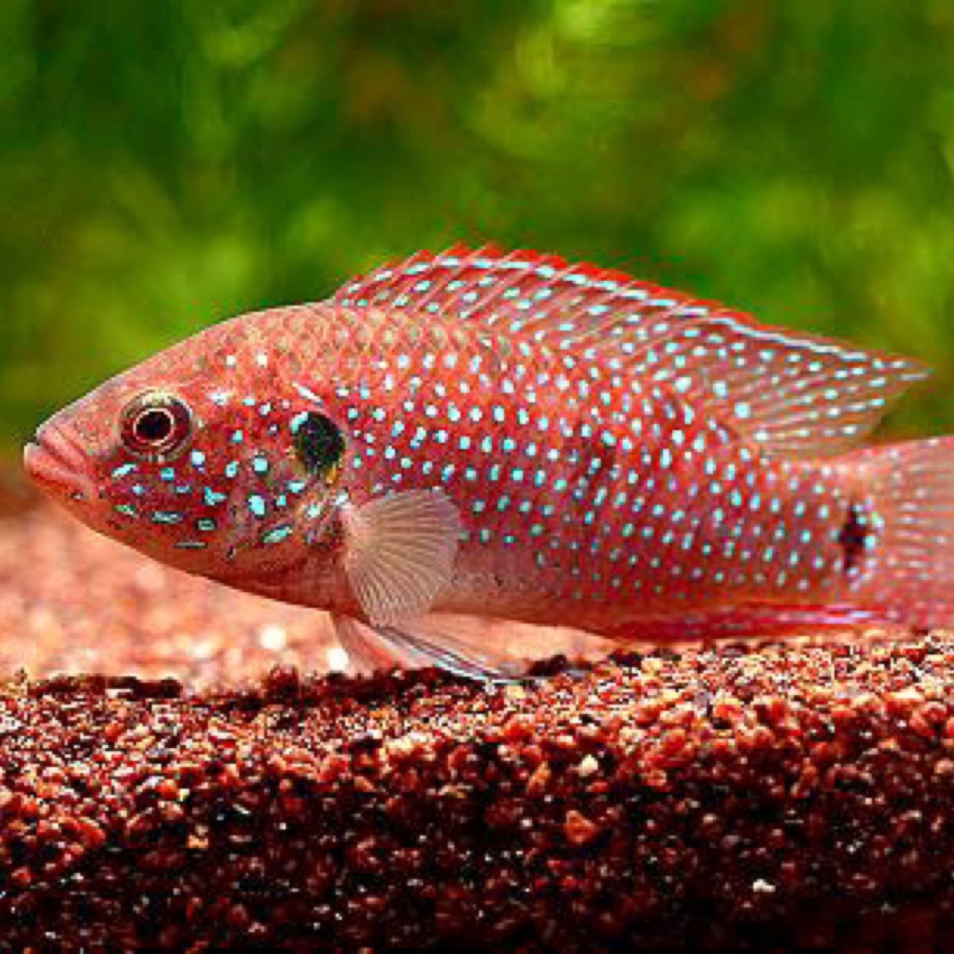 Jewel Cichlid | Fish Fix