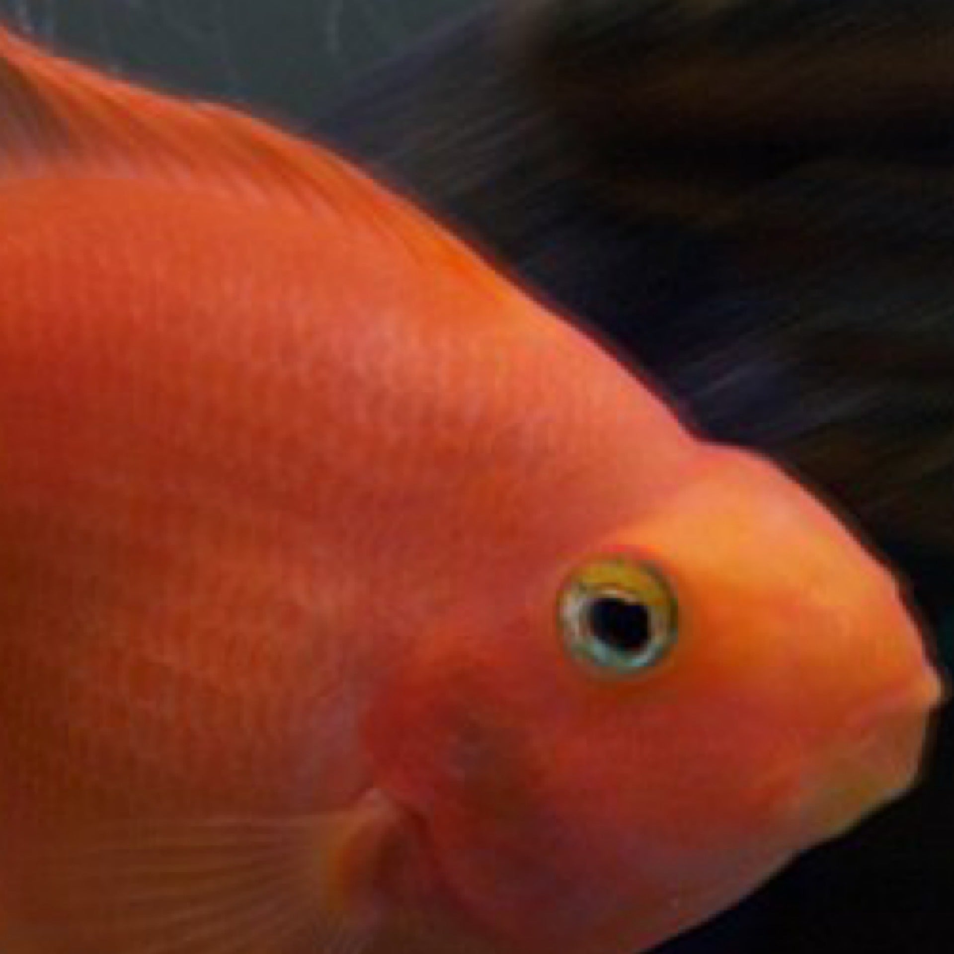 Blood Red Parrot Cichlid | Fish Fix