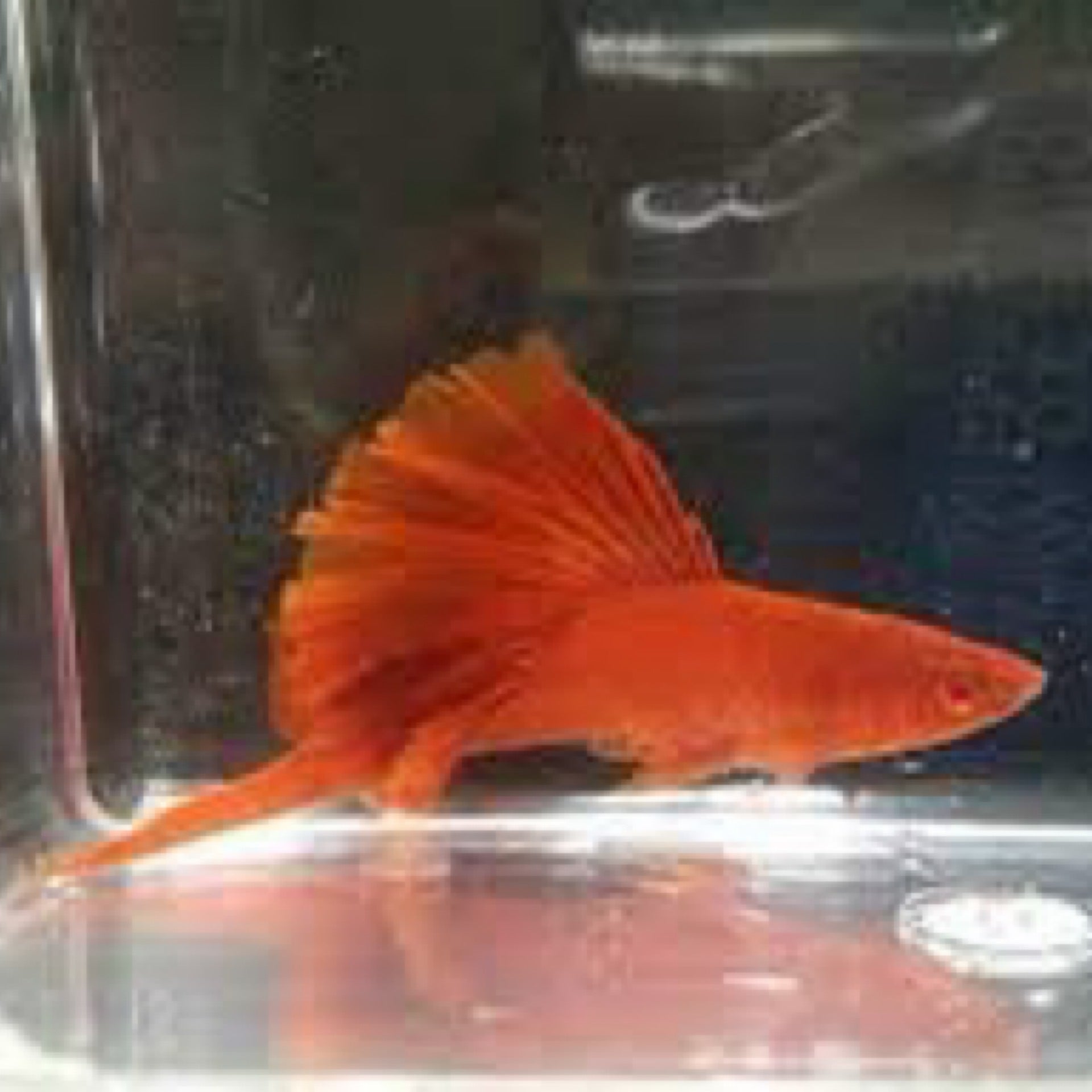 Firecracker Swordtail | Fish Fix