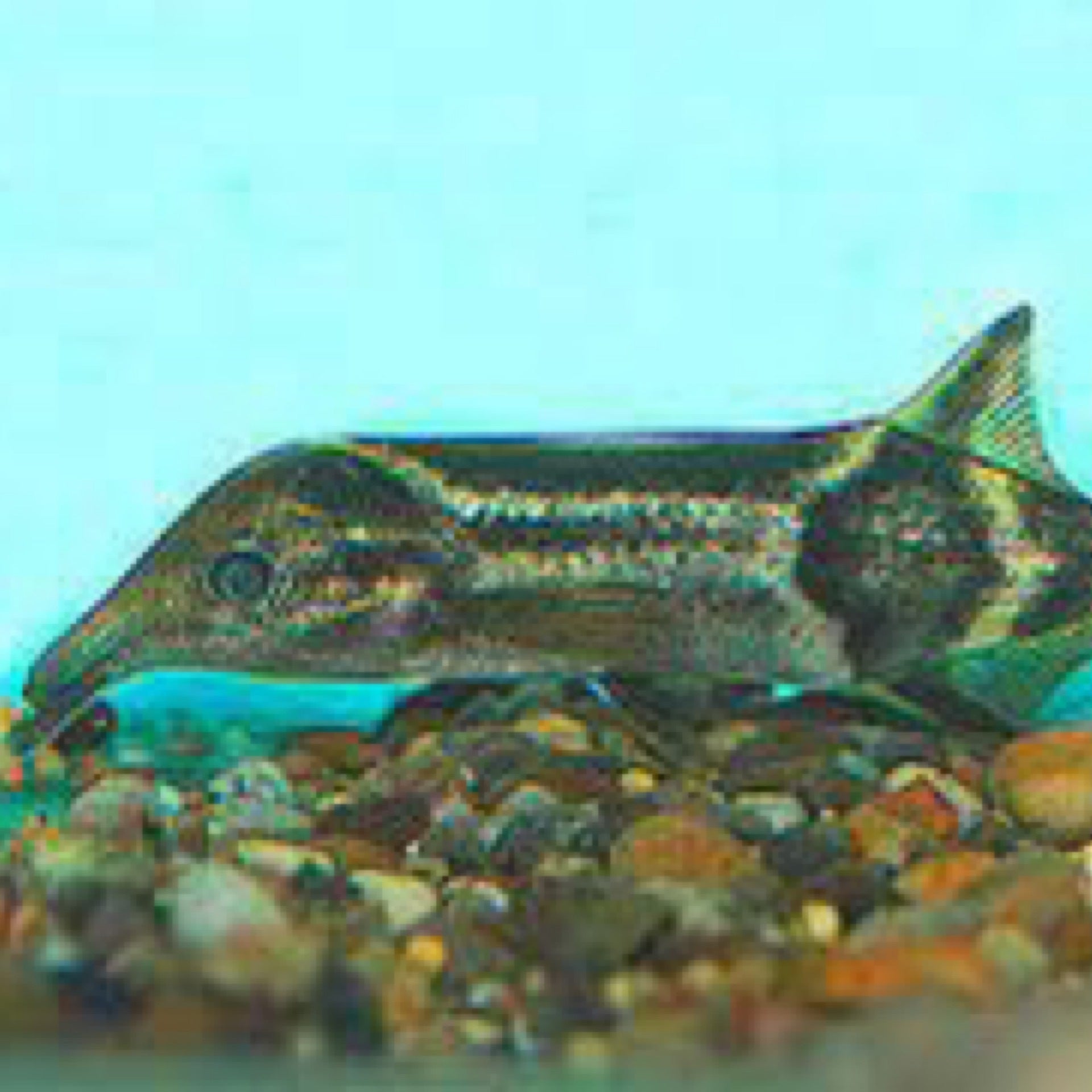 Elephant Nose | Fish Fix