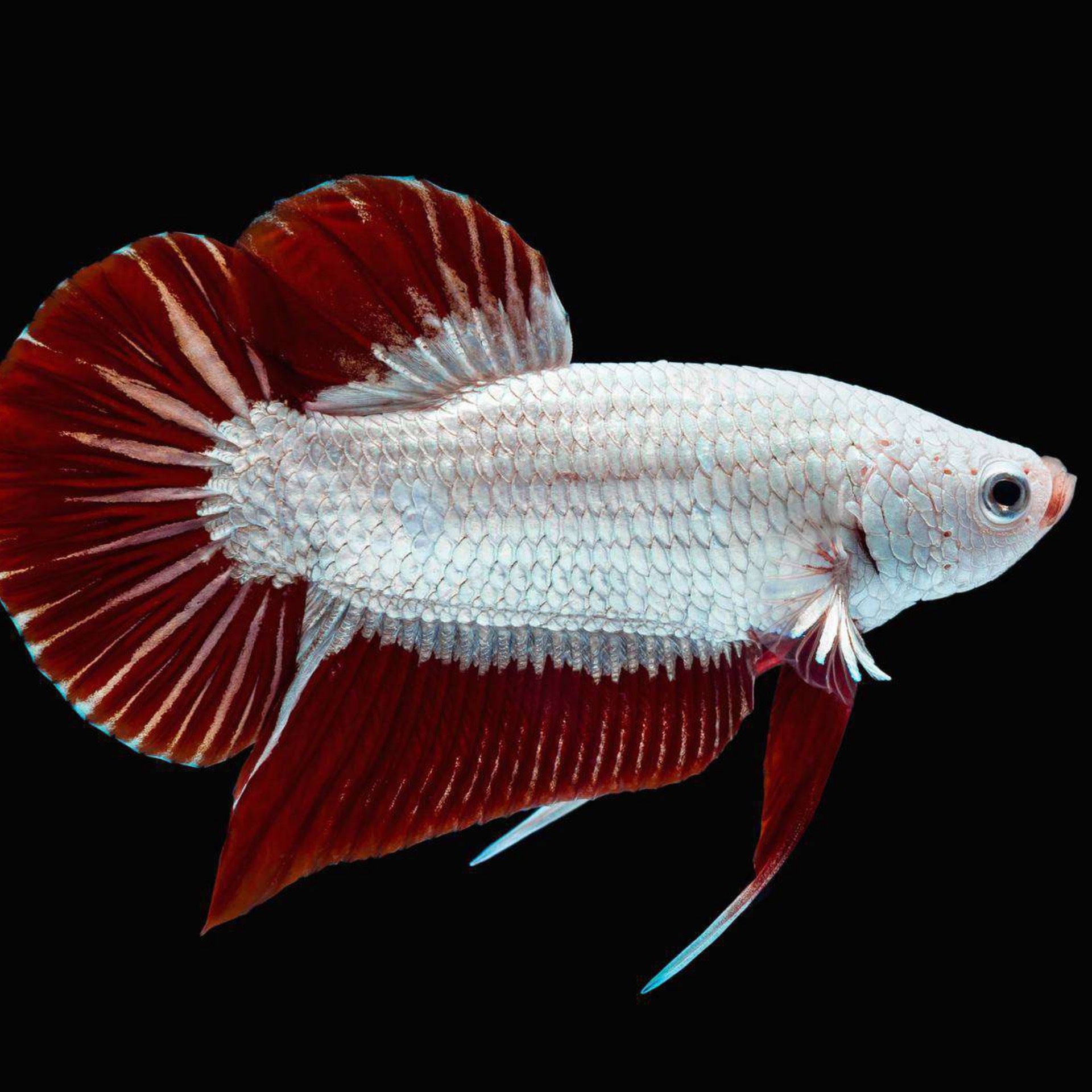 Dragon Scale Betta | Fish Fix