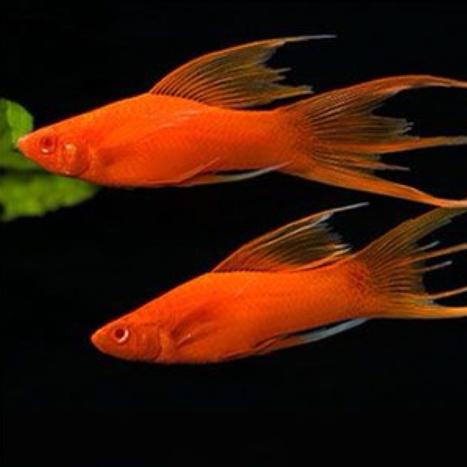 Vampire Swordtail | Fish Fix - Tropical Fish Store