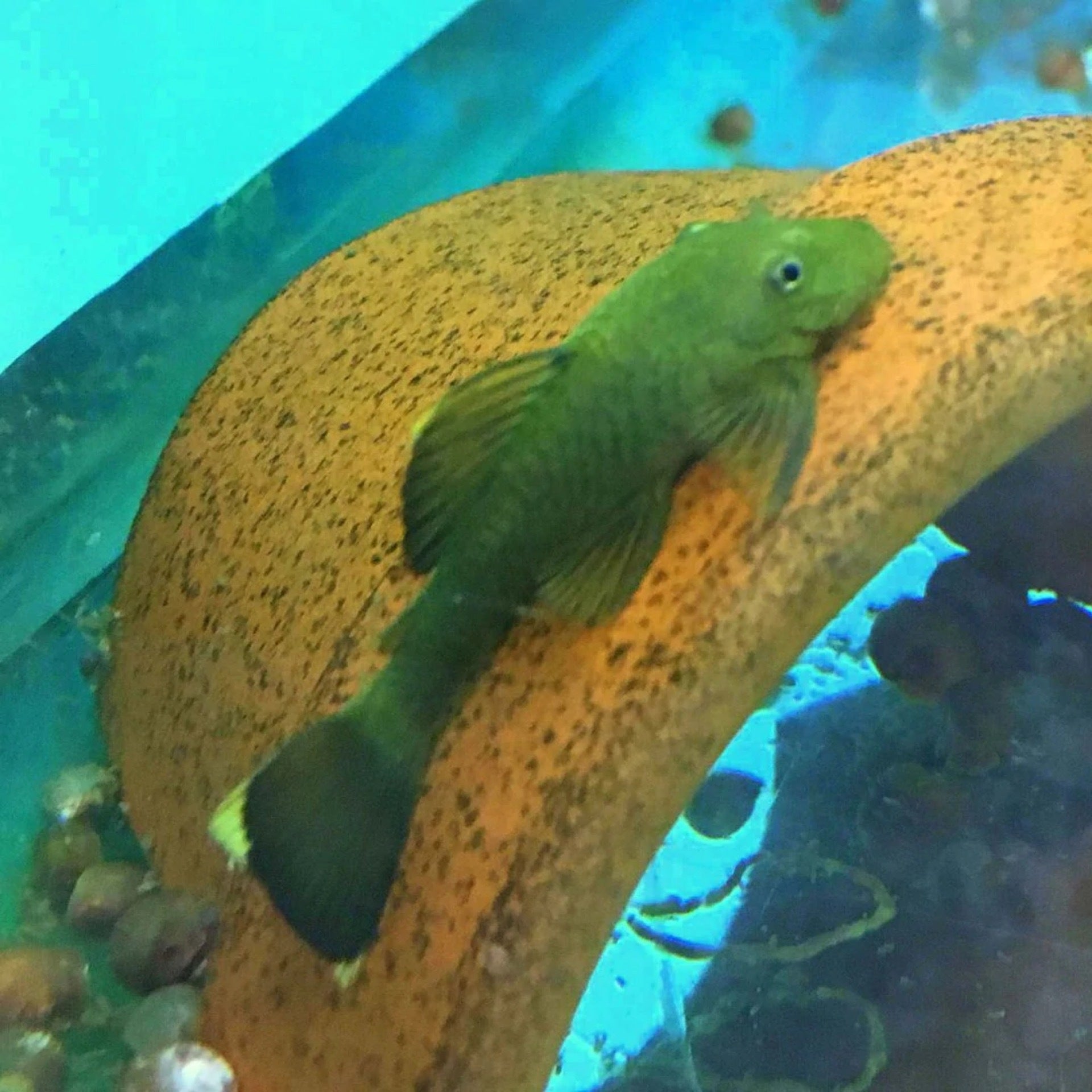 Longfin Green Dragon Pleco | Fish Fix