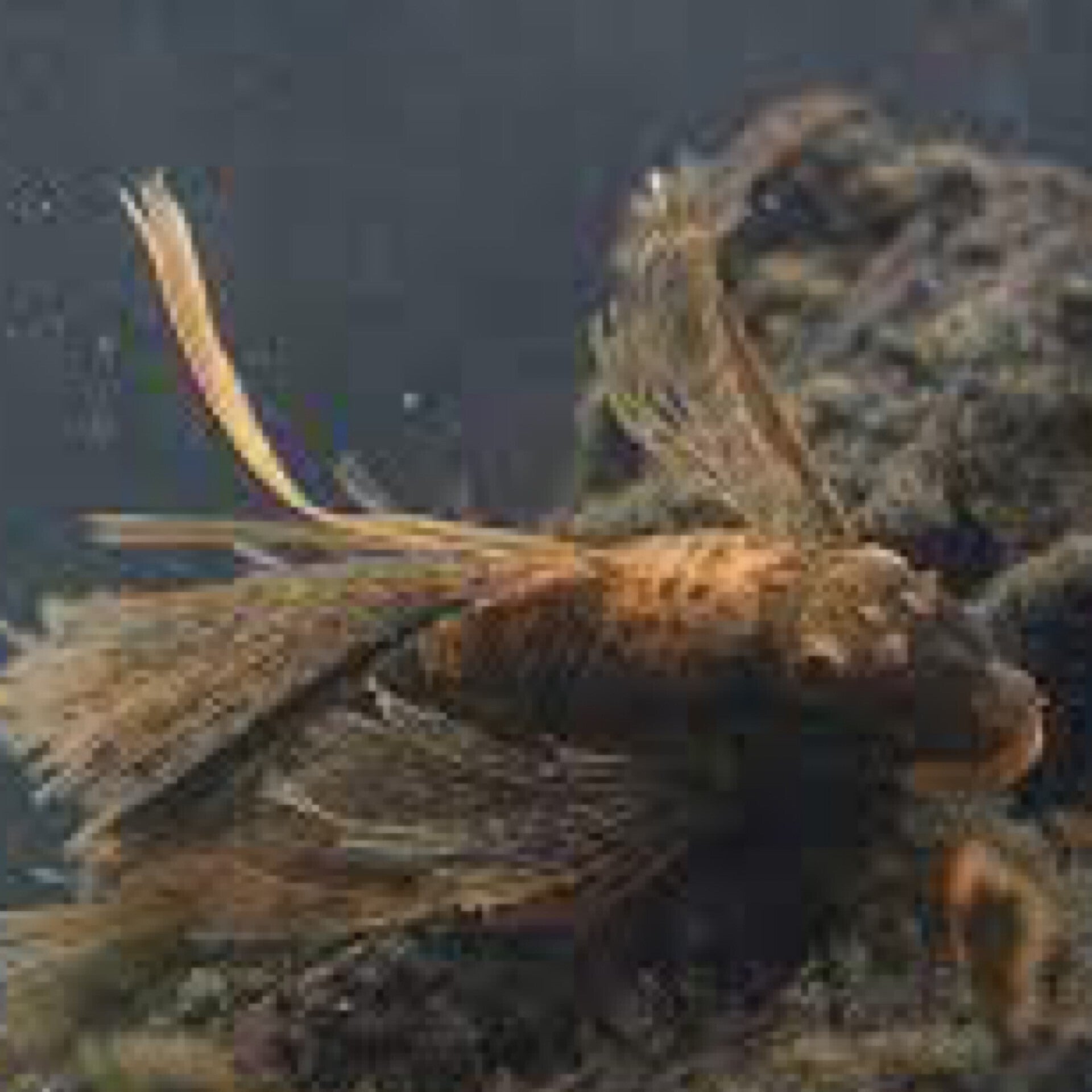 Longfin Calico Bristlenos Pleco | Fish Fix