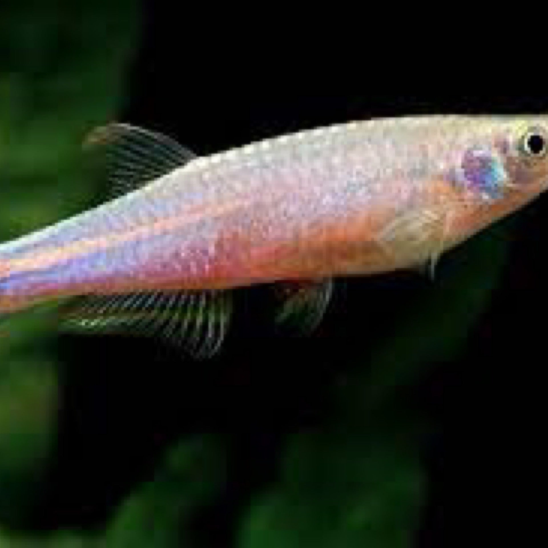 Pearl Danio Fish Fix