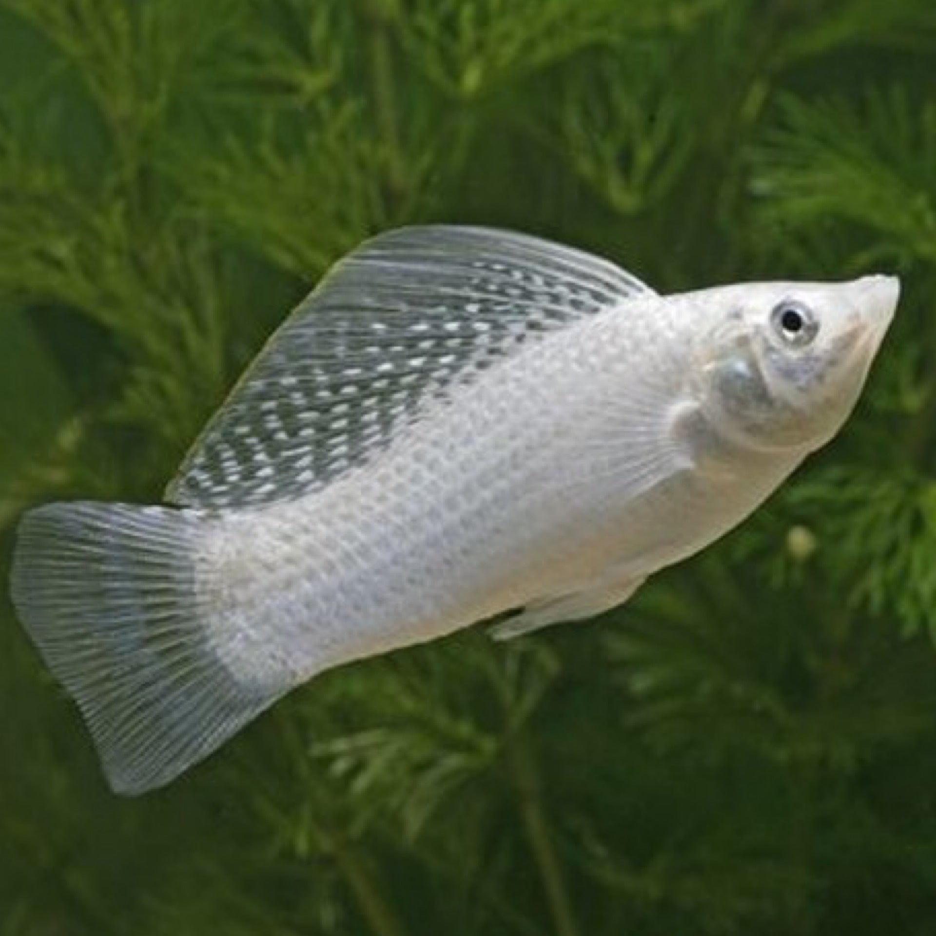 Silver Sailfin Molly | Fish Fix