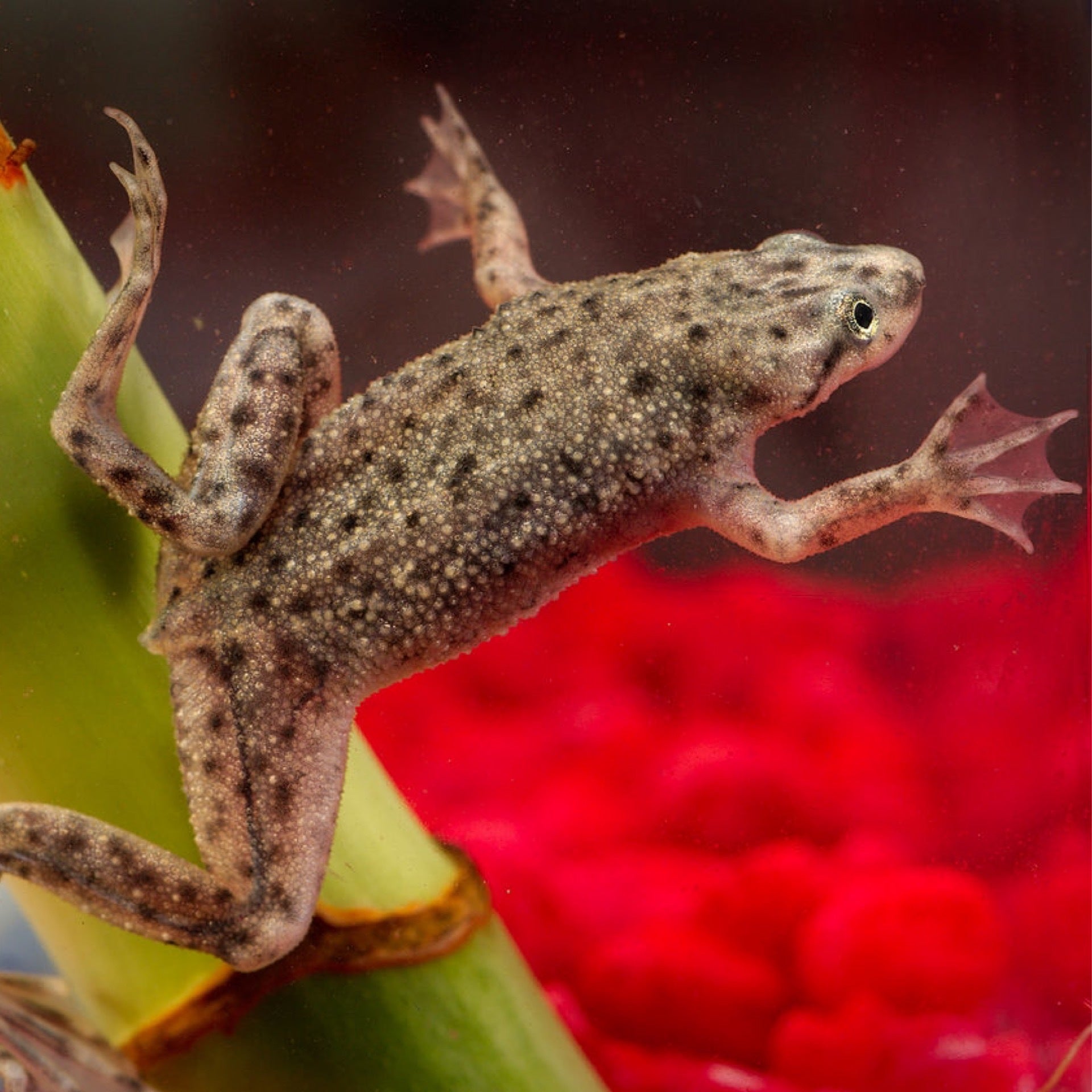 Dwarf African Frog | Fish Fix - Tropical Fish Store